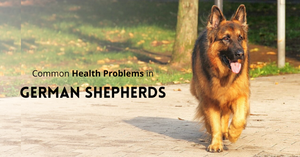 German Shepherd Dog Common Health Issues and Problems