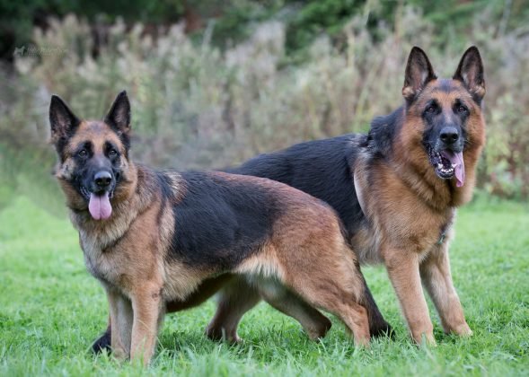 German Shepherd Dog Temperament: Traits and Characteristics