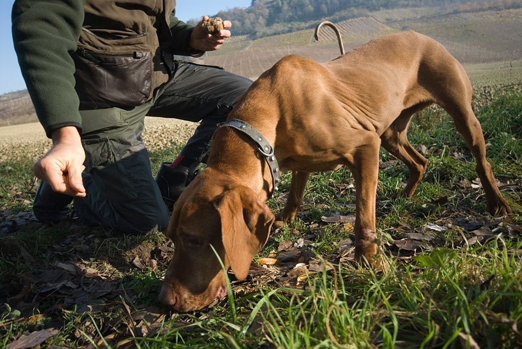 Sniffer Dog Training How To Train Your Dog To Be A Sniffer Dog 