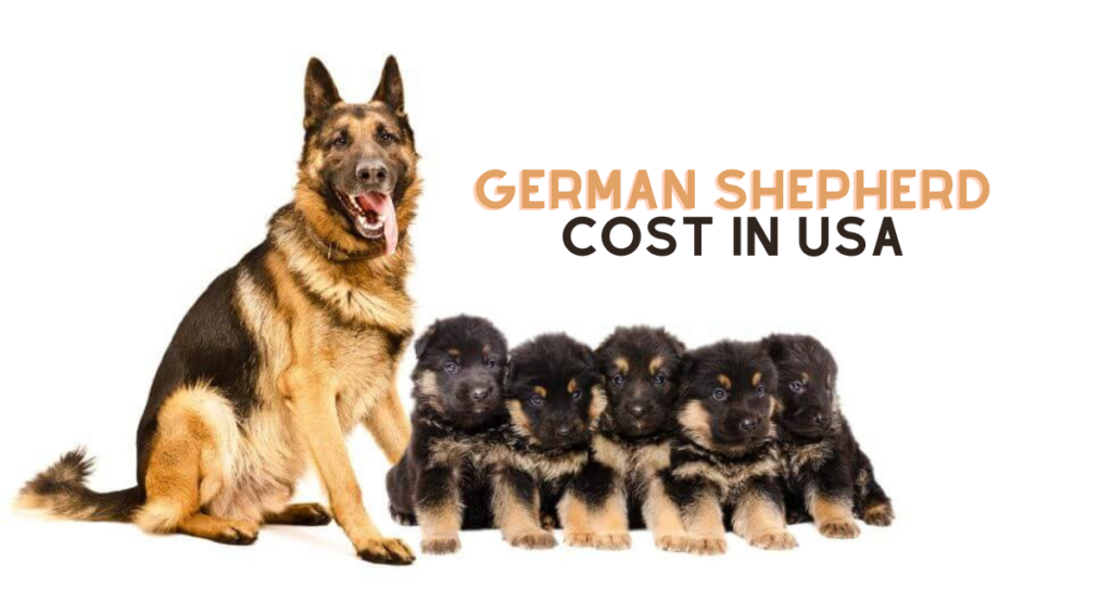 German Shepherd Price Across the USA | An In-Depth Analysis of 8 Coat ...