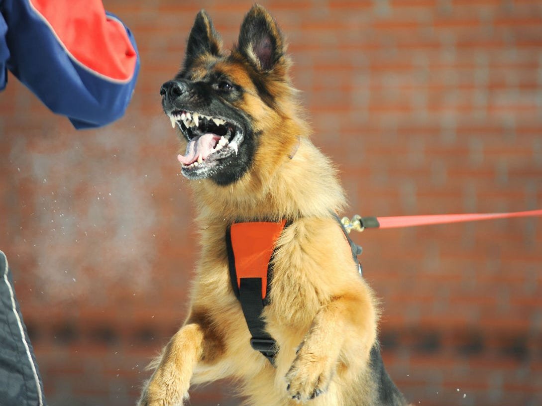 Rabies in Dogs: Does Your Dog Have Rabies? Early Signs