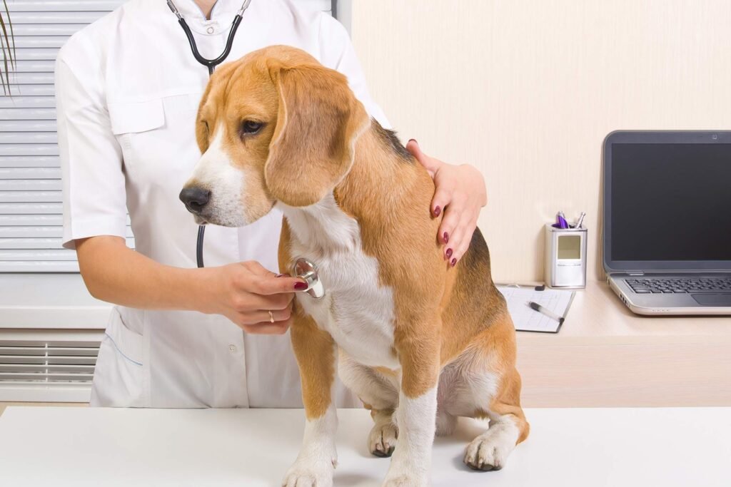 Bacterial Pneumonia in Dogs: All you need to know