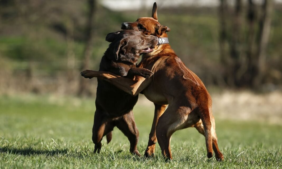 Why Do Dogs Fight and How to Safely Stop it? Germanshepherddog.info