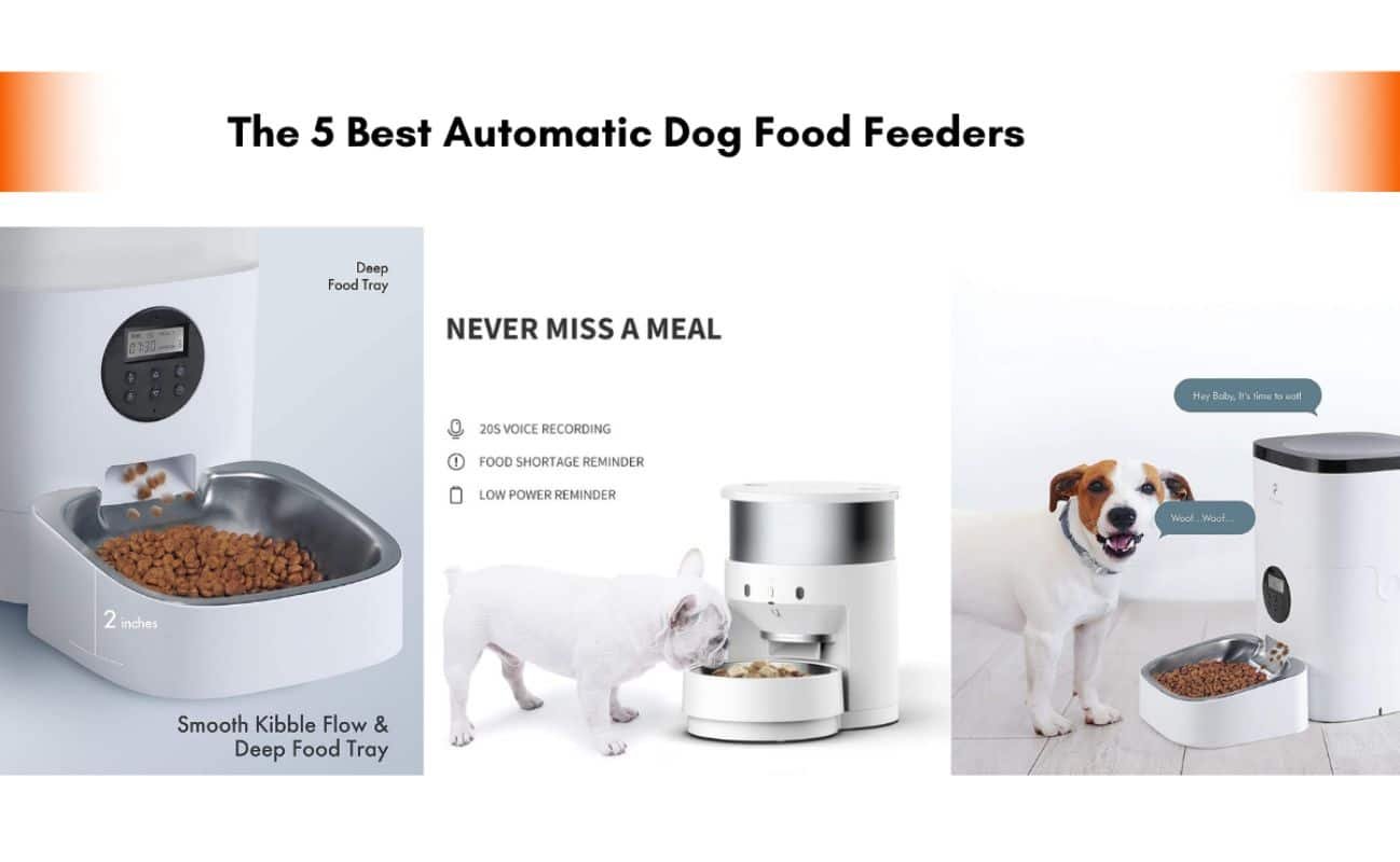 The 5 Best Automatic Dog Food Feeders of 2024 (Reviewed)
