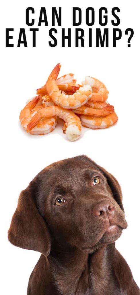Can dog Eat Shrimp? How to Feed Shrimp safely to an adult dog?
