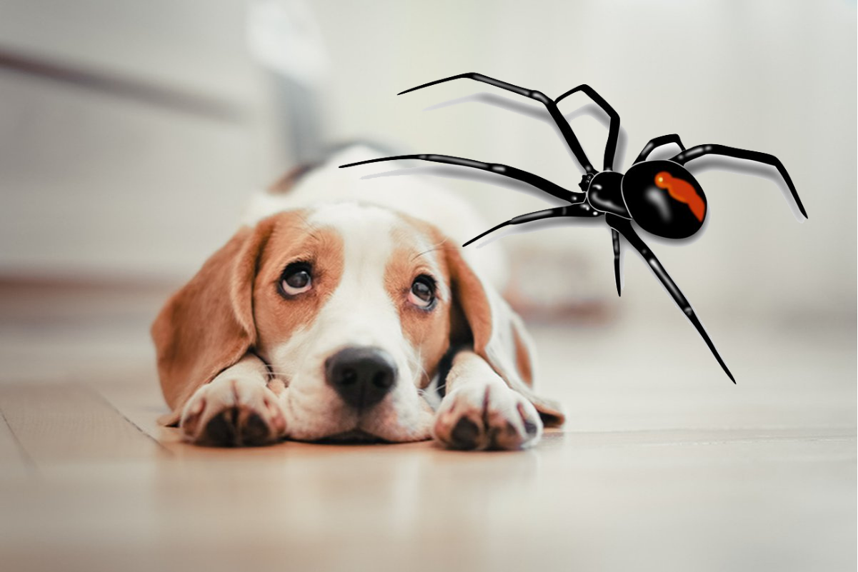 Spider Bite on Dog: Signs, Symptoms, and Treatment.