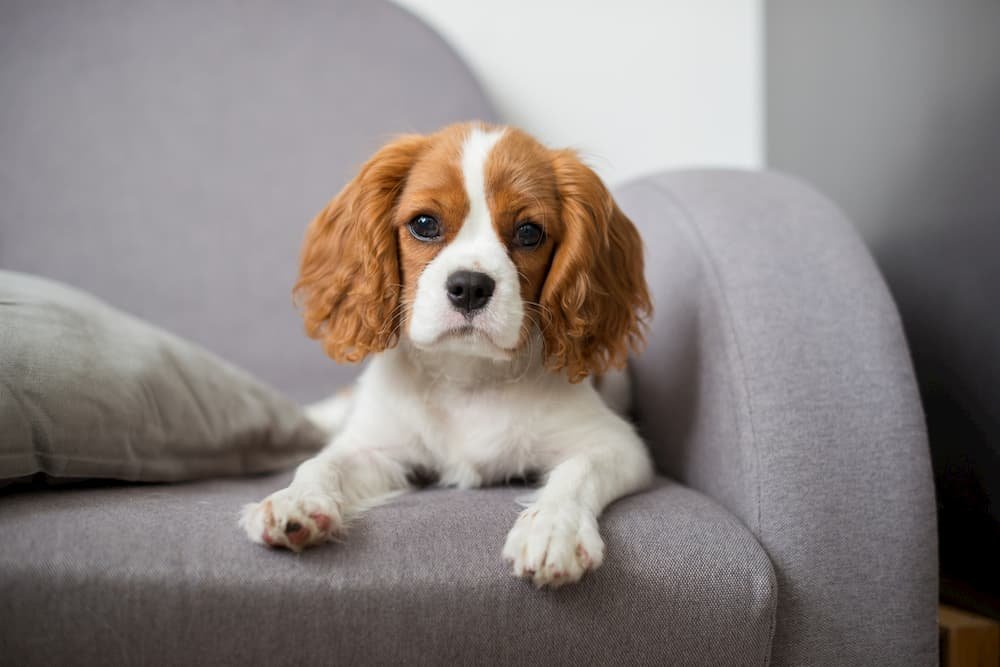 Sebaceous Cysts in Dogs: Diagnosis and treatment