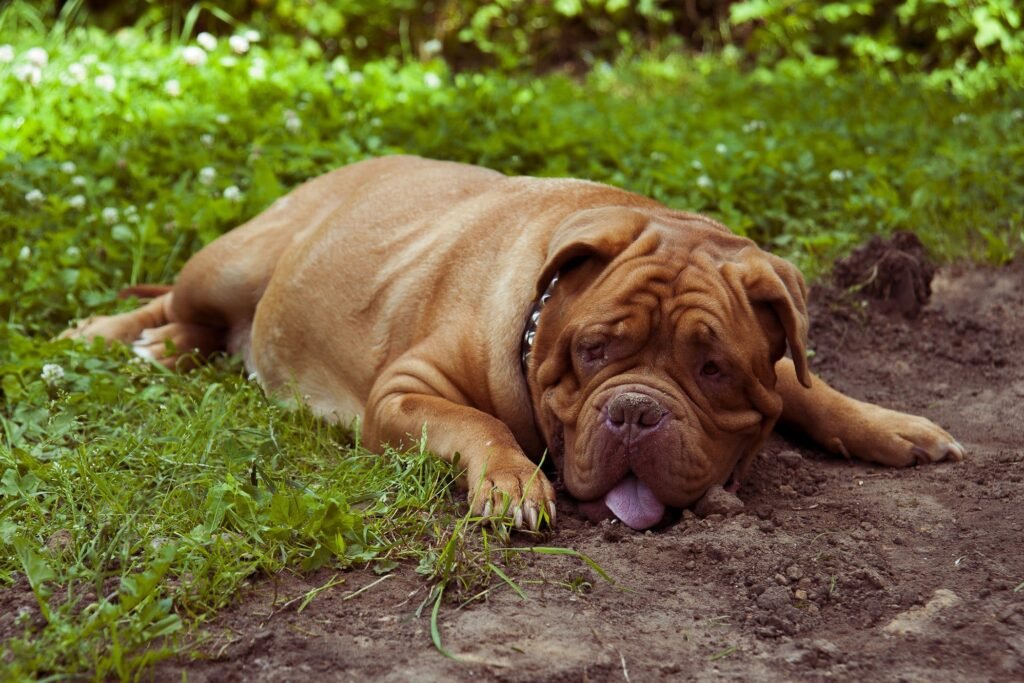 What’s HGE in dogs? Causes, symptoms of hemorrhagic gastroenteritis