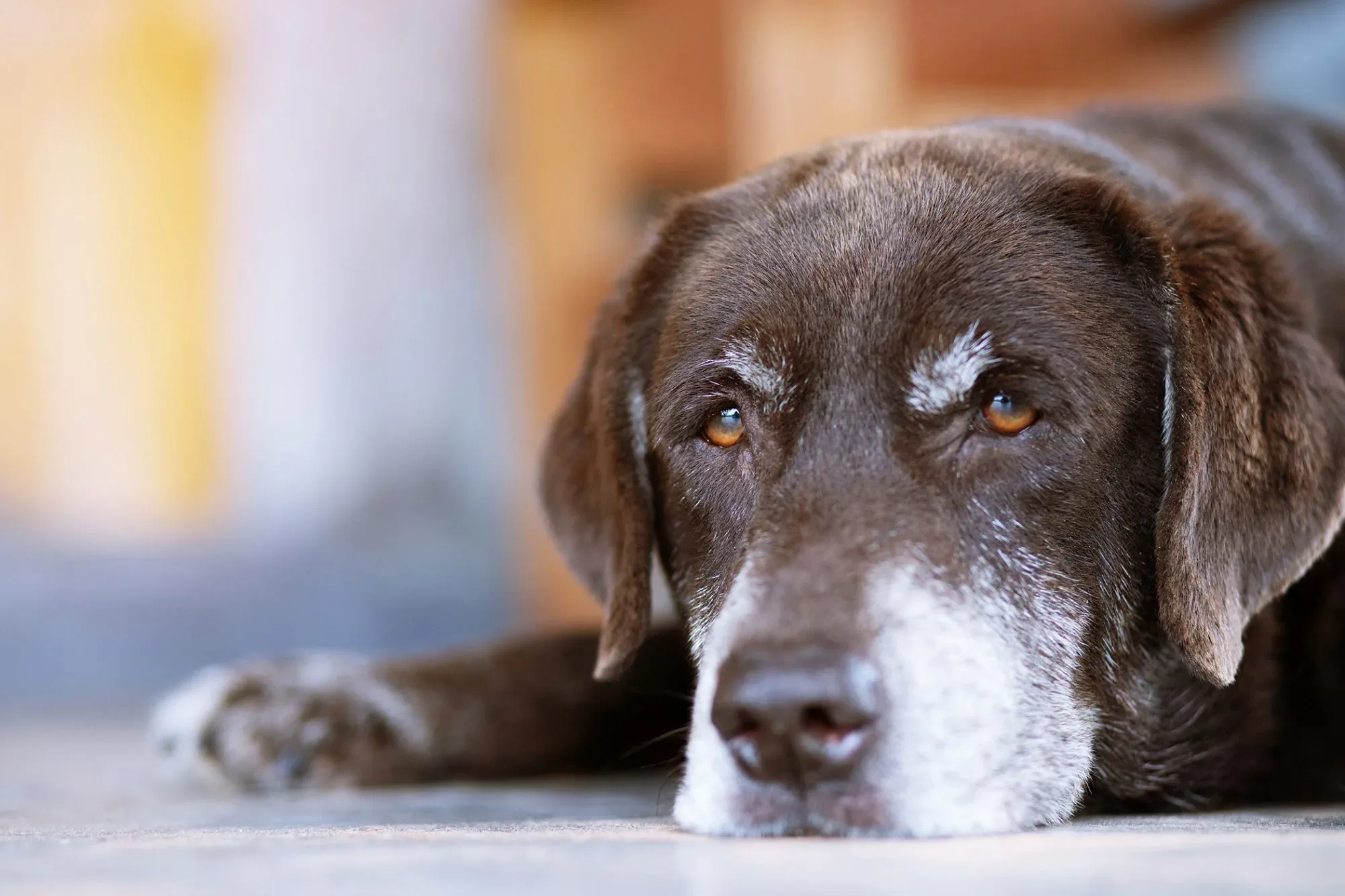 Senior Dog Diarrhea Causes And Treatment Updated Senior Dog Diarrhea Causes And Treatment Updated