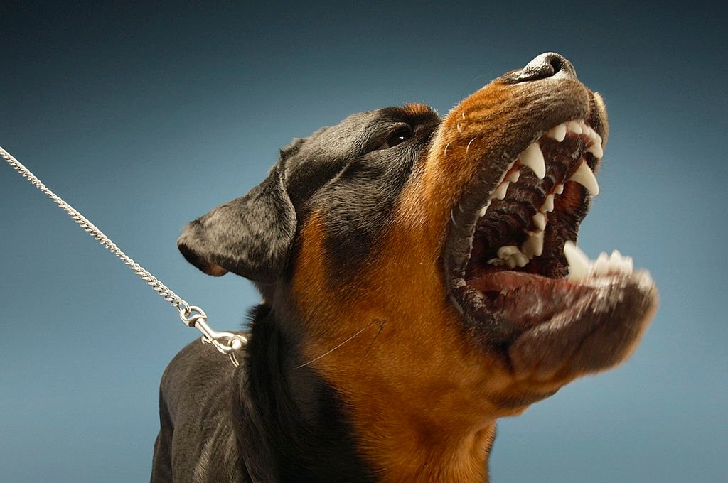 Rottweiler Barking Sound problems and Solutions
