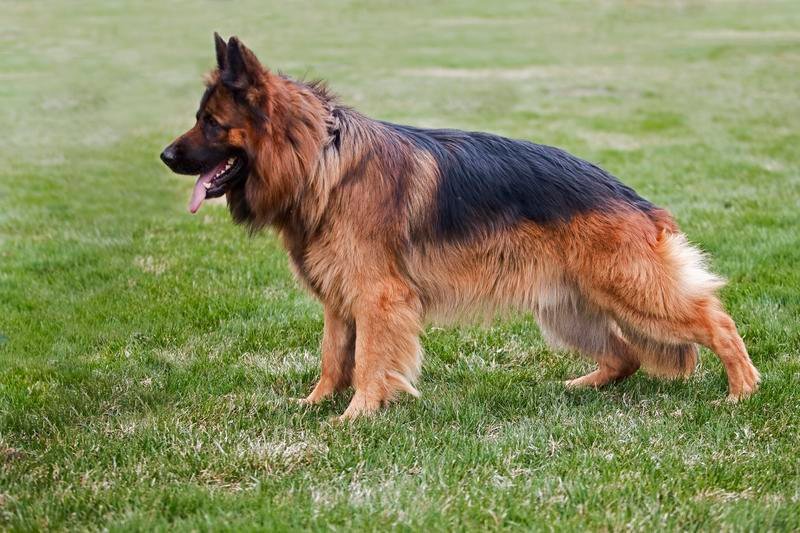 What is Long Haired German shepherd: Long Haired vs Short Haired