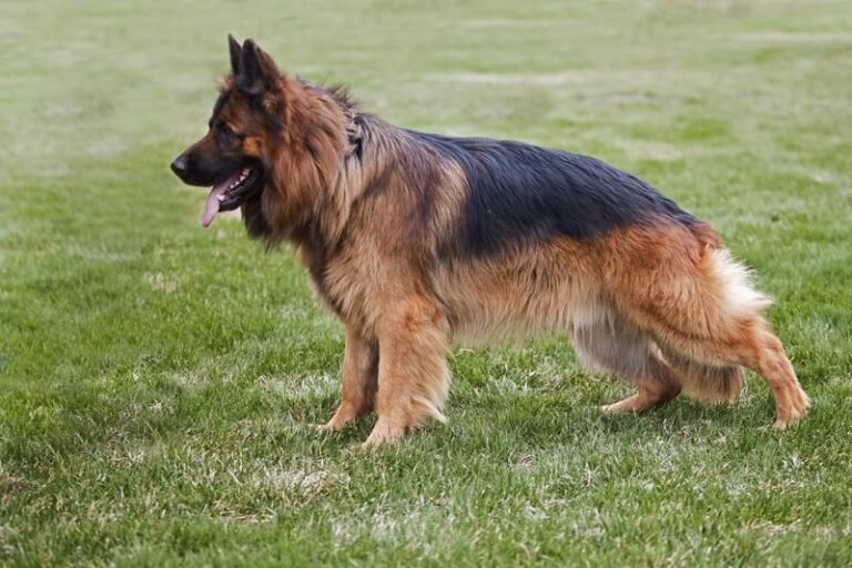 Akita German Shepherd Mix Explained in Fewer than 500 words.