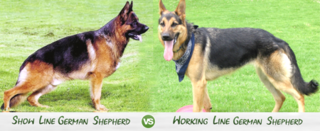 Working Line German Shepherd vs Show Line German Shepherd | 7 Key ...
