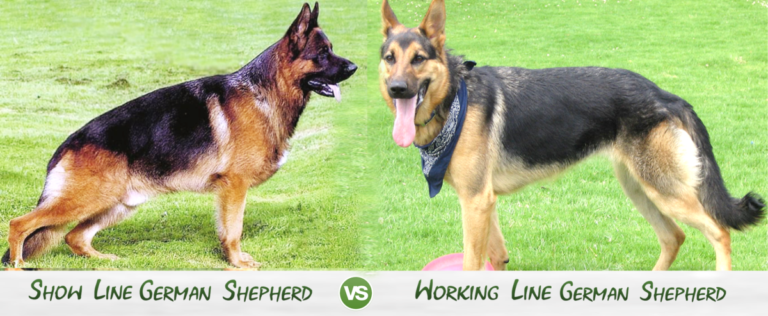 Working Line German Shepherd vs Show Line German Shepherd | 7 Key ...