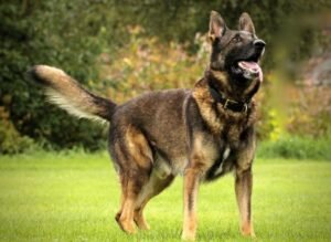Working Line German Shepherd vs Show Line German Shepherd | 7 Key ...