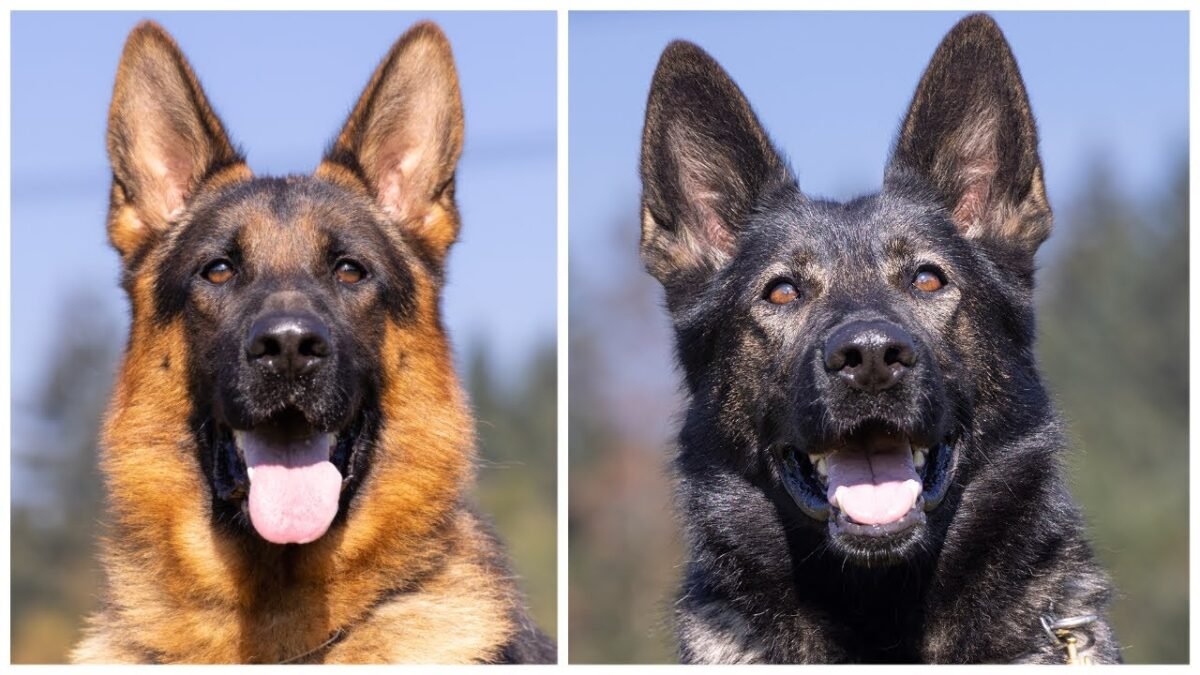 Working Line German Shepherd vs Show Line German Shepherd | 7 Key ...